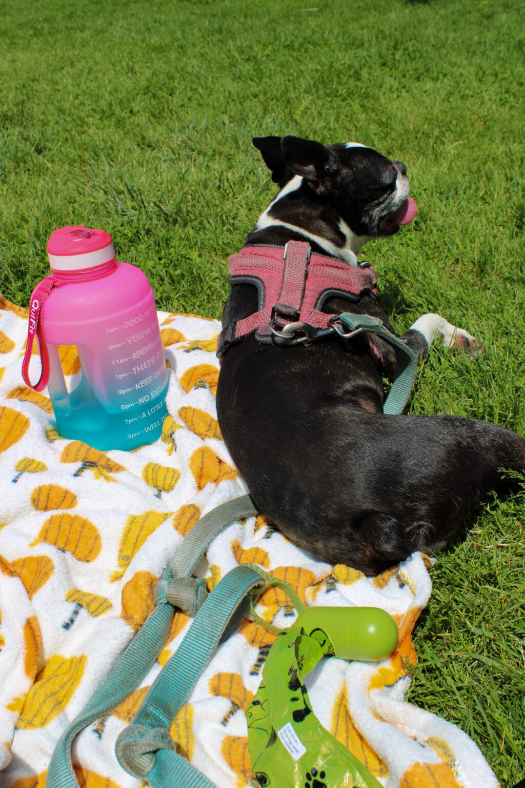 20 Essential Items For A Dog-Friendly Road Trip - No Man Nomad