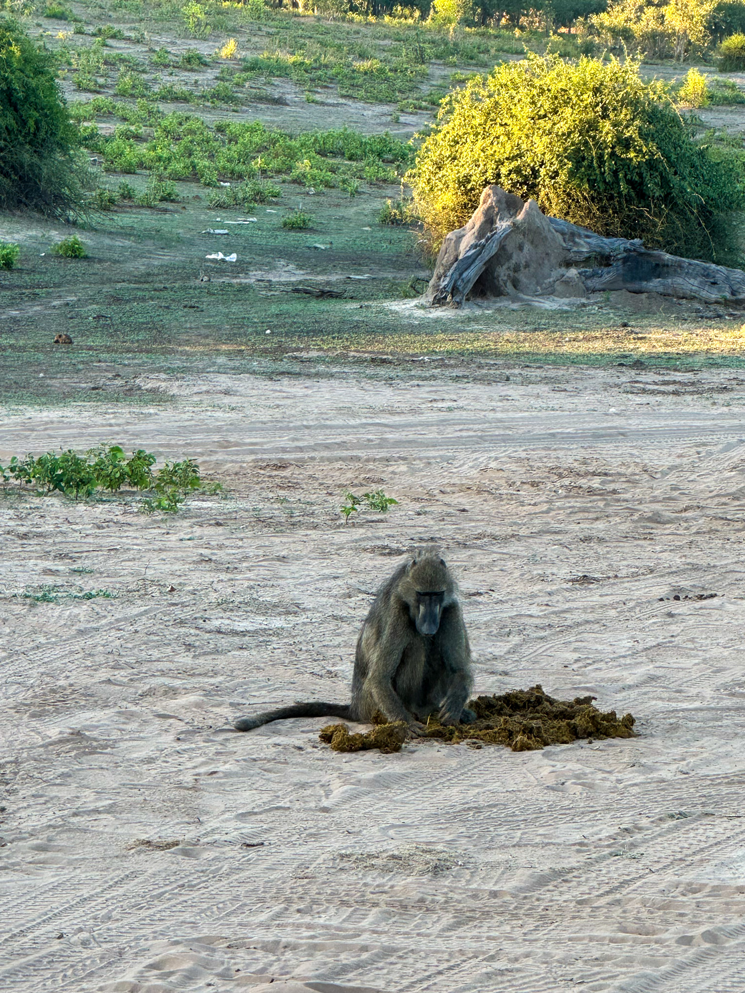 Know Before You Go: Visiting Botswana's Chobe National Park - No Man Nomad